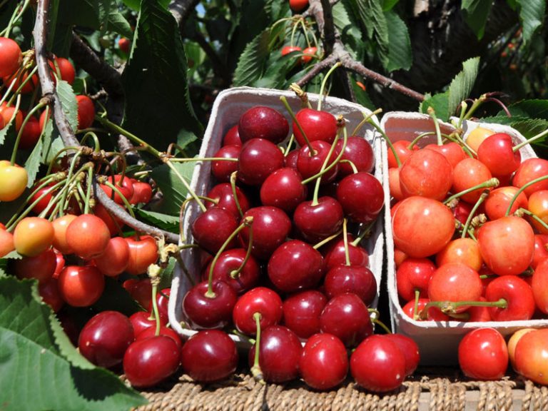 Isle of Wight Fruit Orchards Godshill Orchards