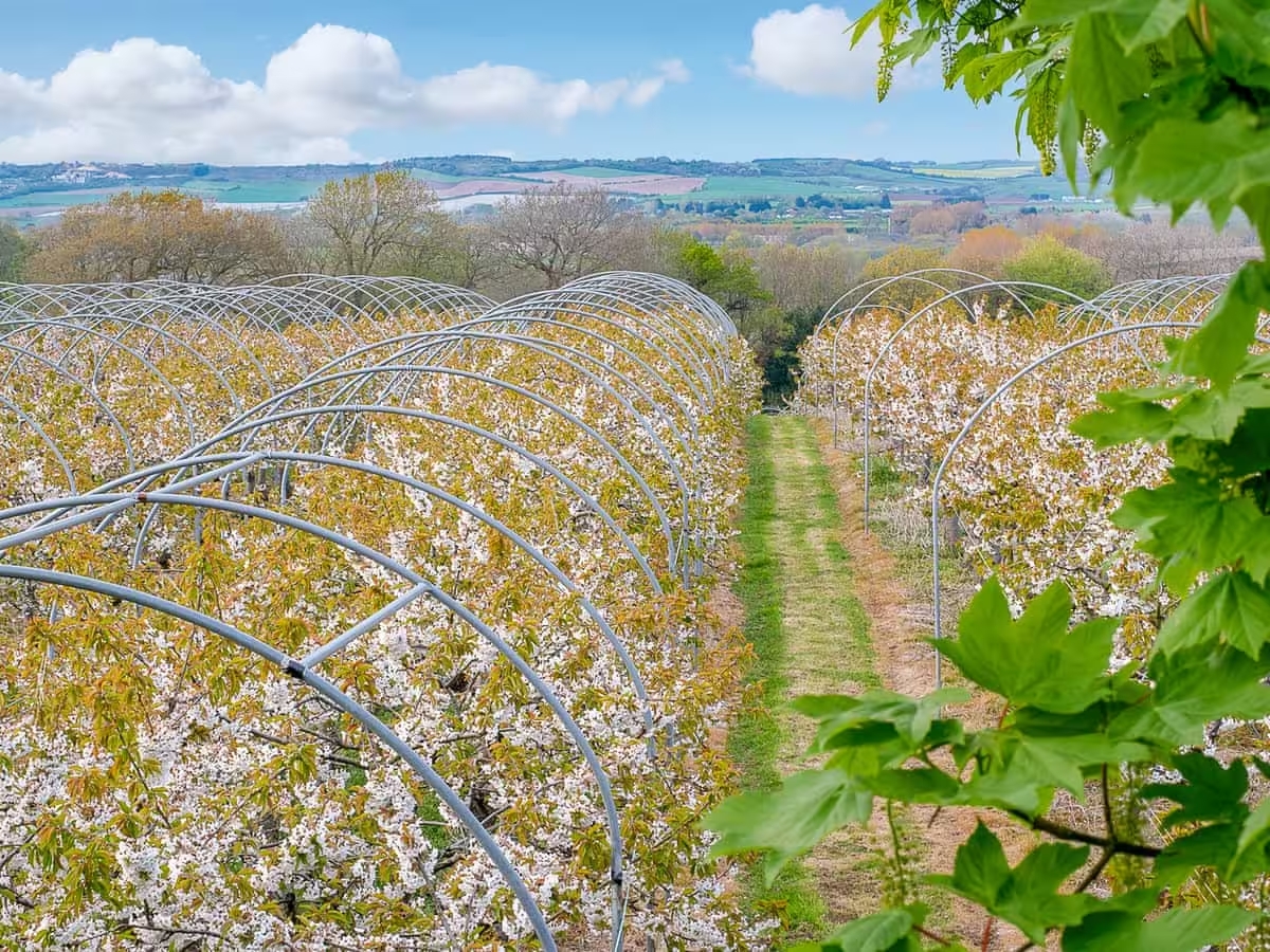 How To Contact Godshill Orchards - Isle of Wight
